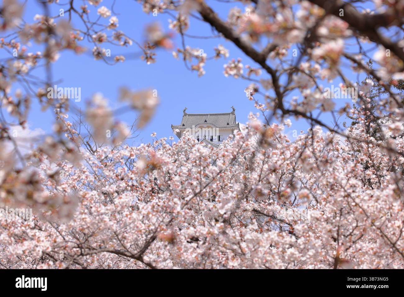 Himeji Castle with cherry blossoms an Iconic castle dated to 1333 at ...