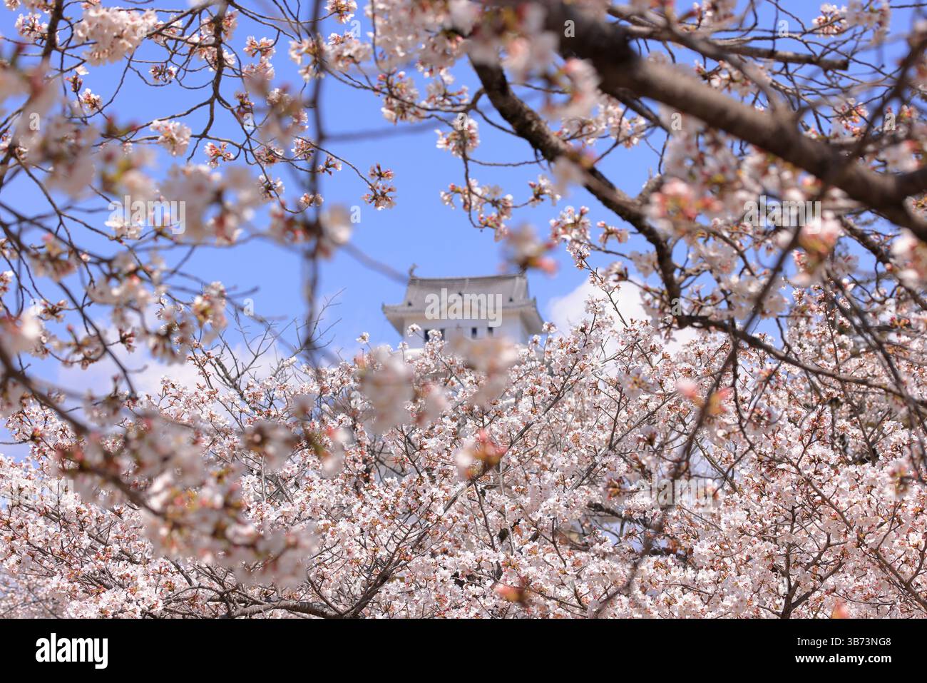 Himeji Castle with cherry blossoms an Iconic castle dated to 1333 at ...