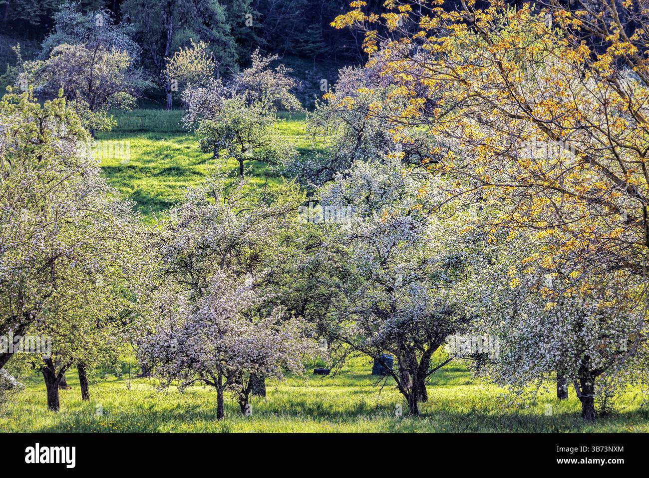 Blühende Obstbäume am Albtrauf der Schwäbische Alb. // 27.04.2025 ...