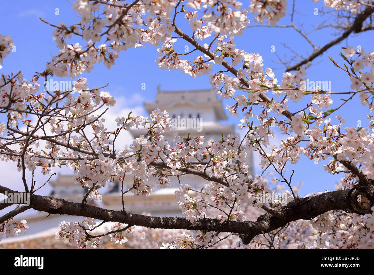 Himeji Castle with cherry blossoms an Iconic castle dated to 1333 at ...