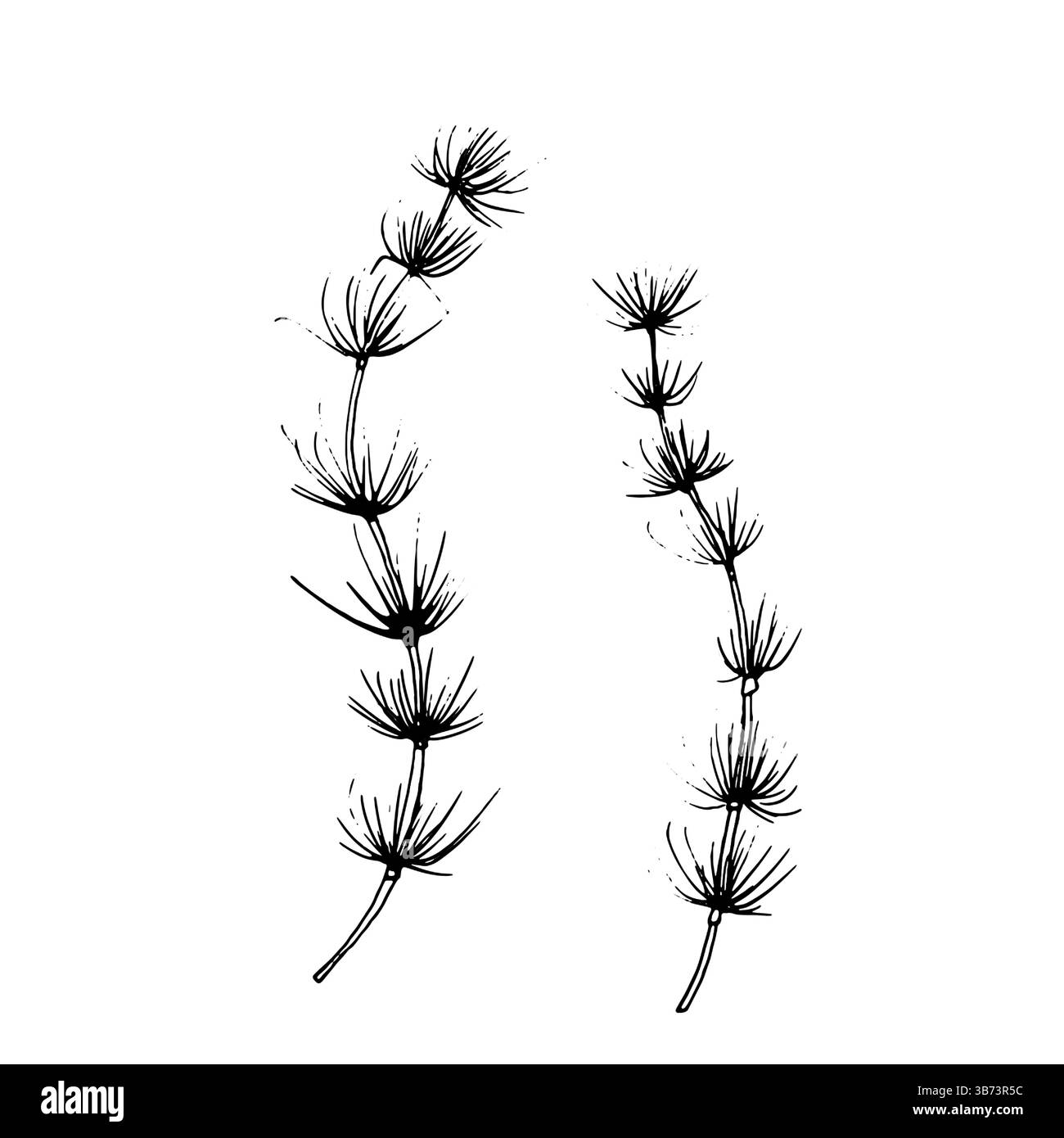 Seaweed, black and white ink sketch. Vector illustration. The ...