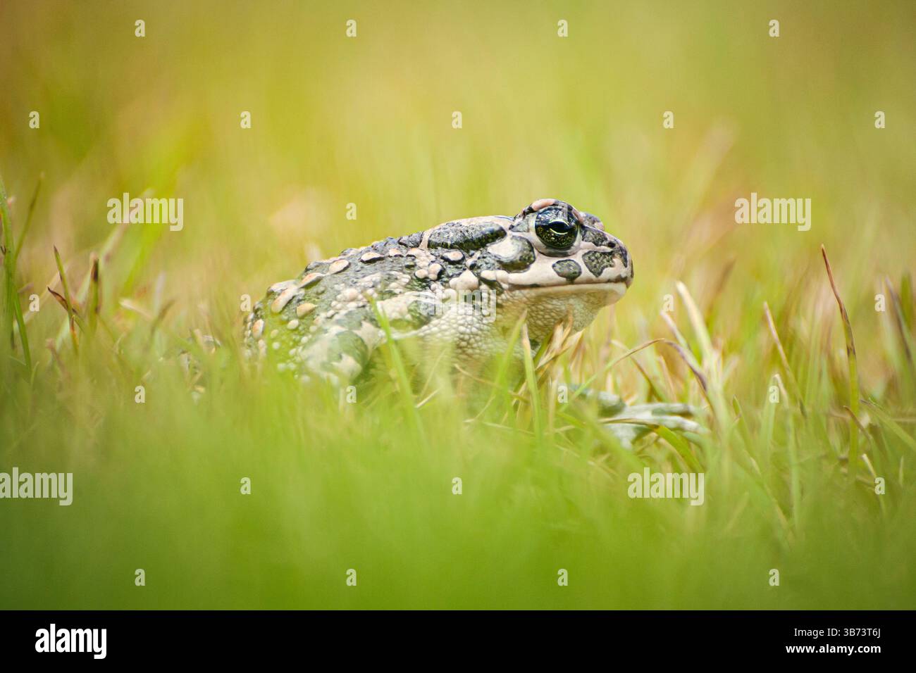European green toad sitting in grass Stock Photo - Alamy