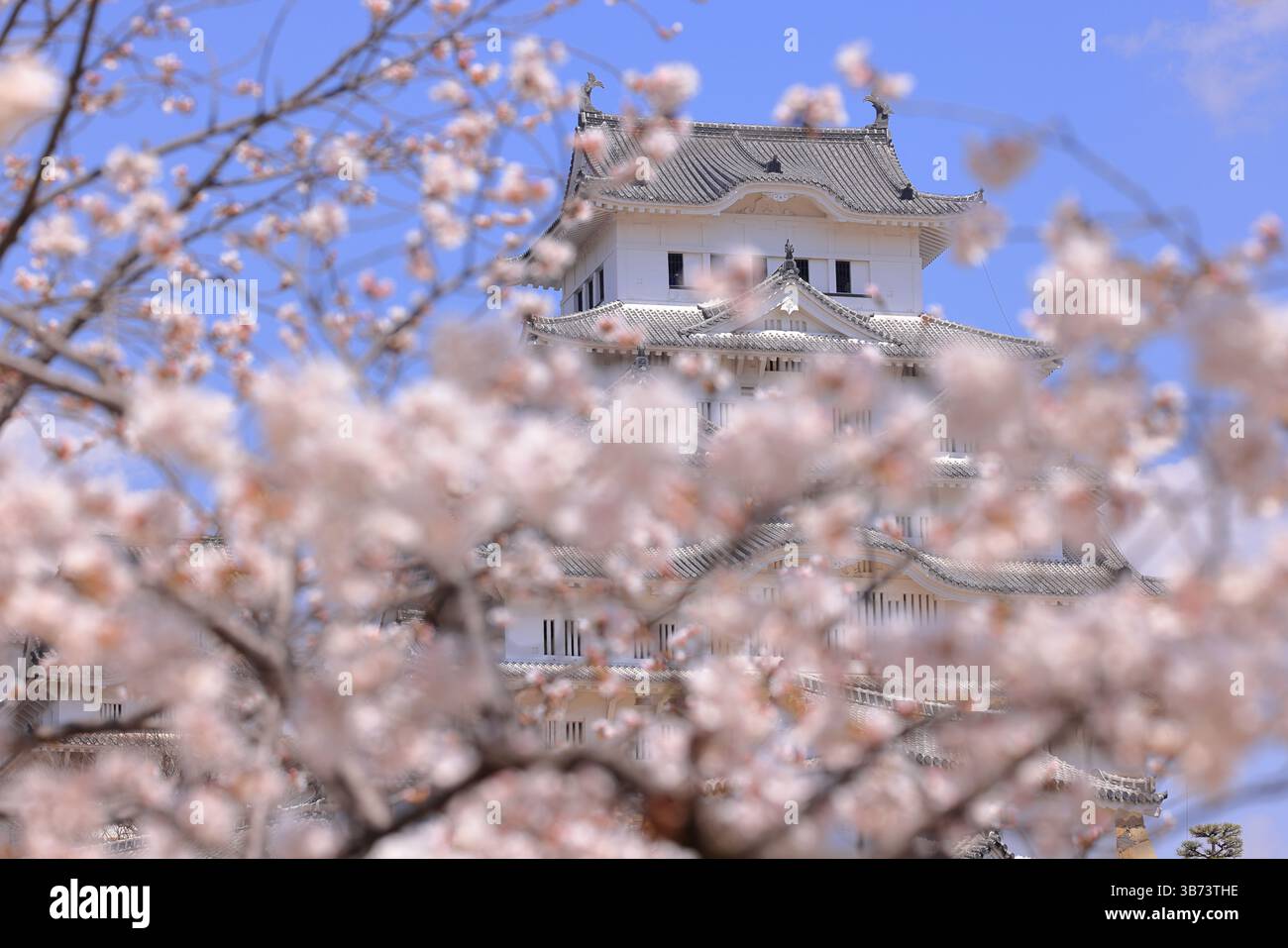 Himeji Castle with cherry blossoms an Iconic castle dated to 1333 at ...
