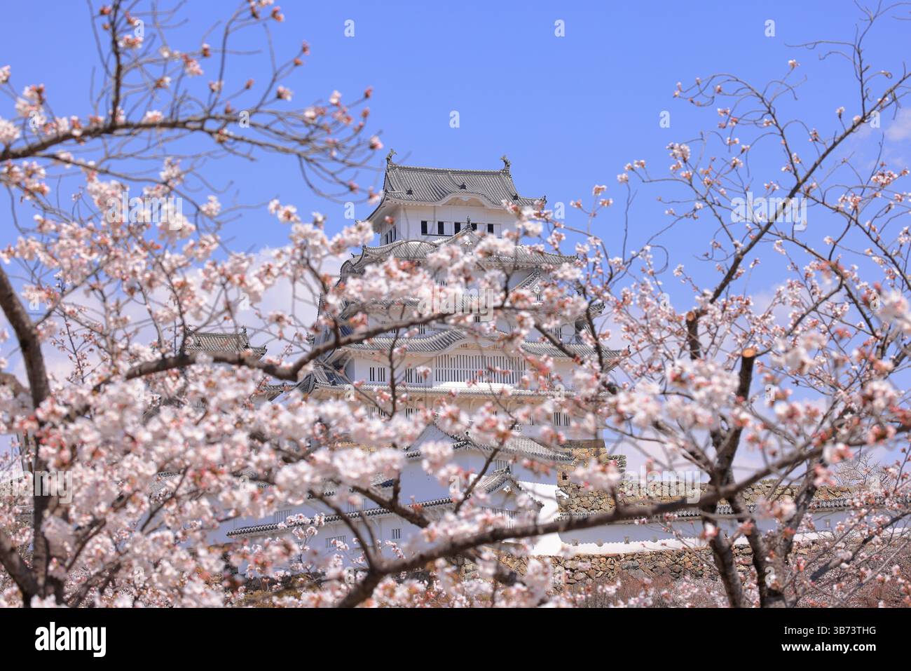 Himeji Castle with cherry blossoms an Iconic castle dated to 1333 at ...
