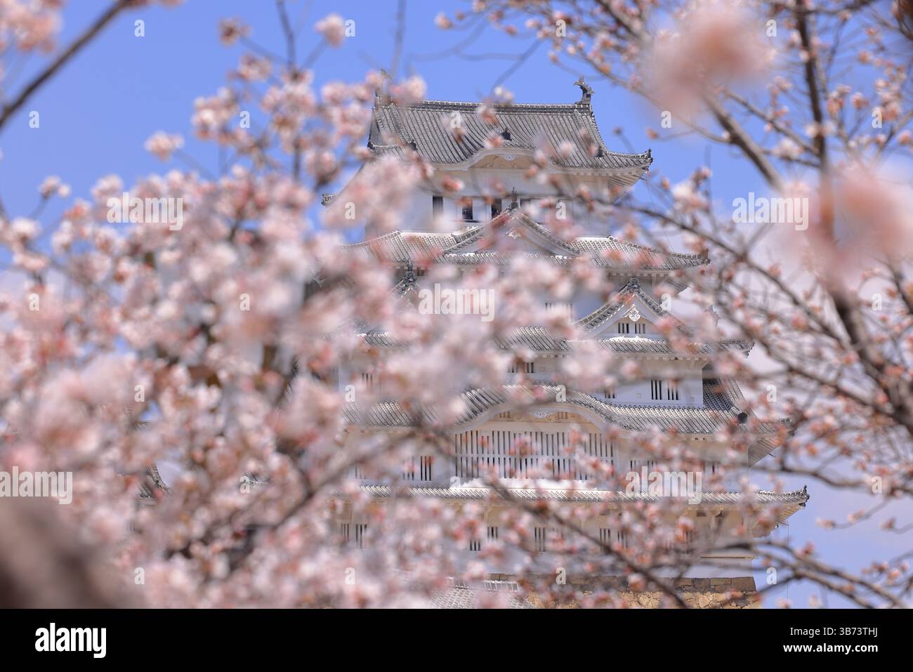 Himeji Castle with cherry blossoms an Iconic castle dated to 1333 at ...