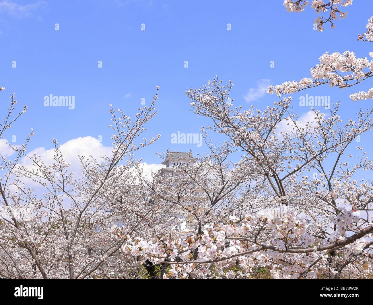 Himeji Castle with cherry blossoms an Iconic castle dated to 1333 at ...