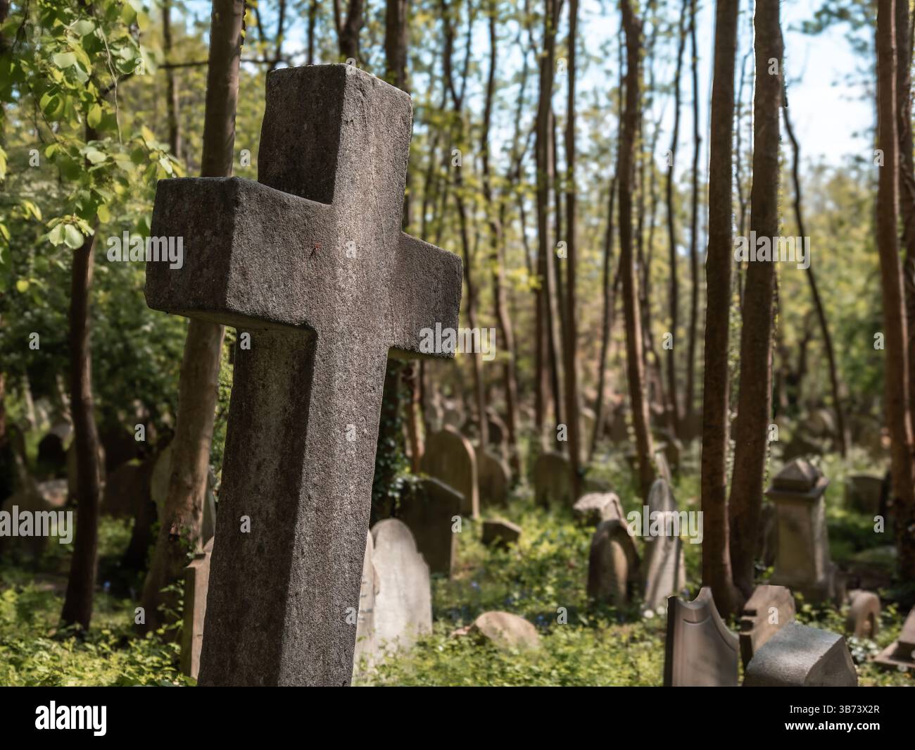 A weathered stone cross in a cemetery surrounded by tall trees and lush ...