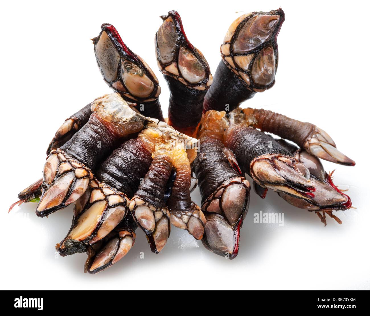 Raw goose barnacles close up isolated on white background. Delicacy ...