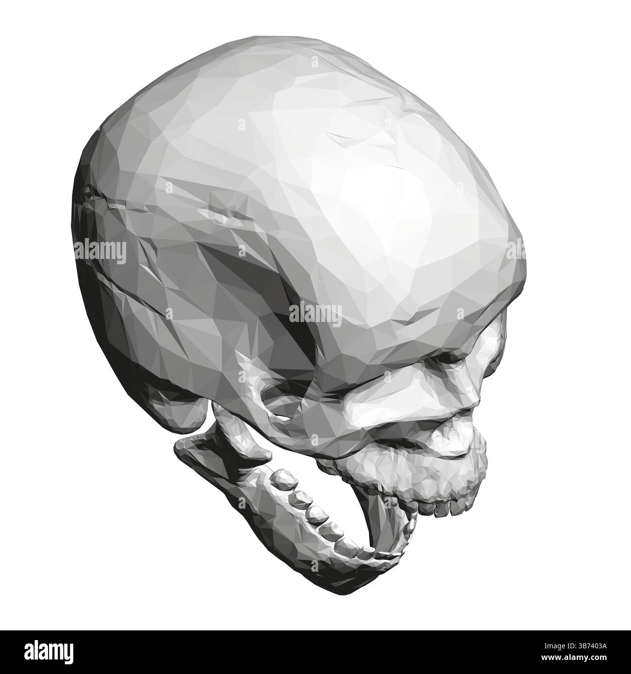 Human Skull Side View Mouth Open