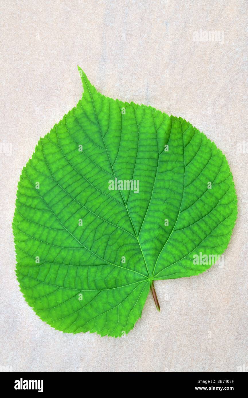 Spring green signle leaf of Small leaved lime or Linden tree on pale ...