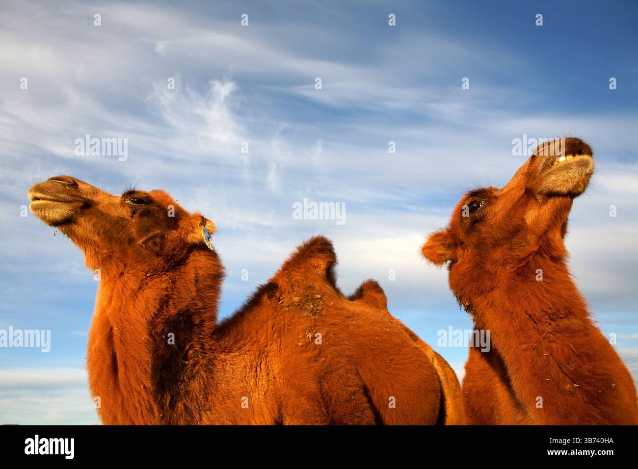 Sand Dunes in the Gobi DesertBactrian camel (Camelus ferus bactrianus ...