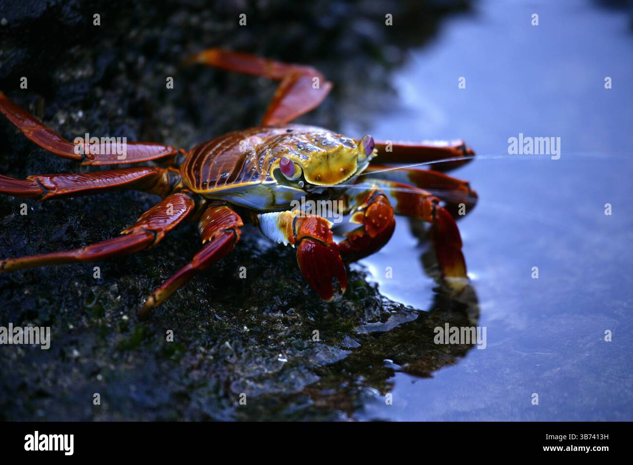 Crab Zayapa, Floreana island Stock Photo - Alamy