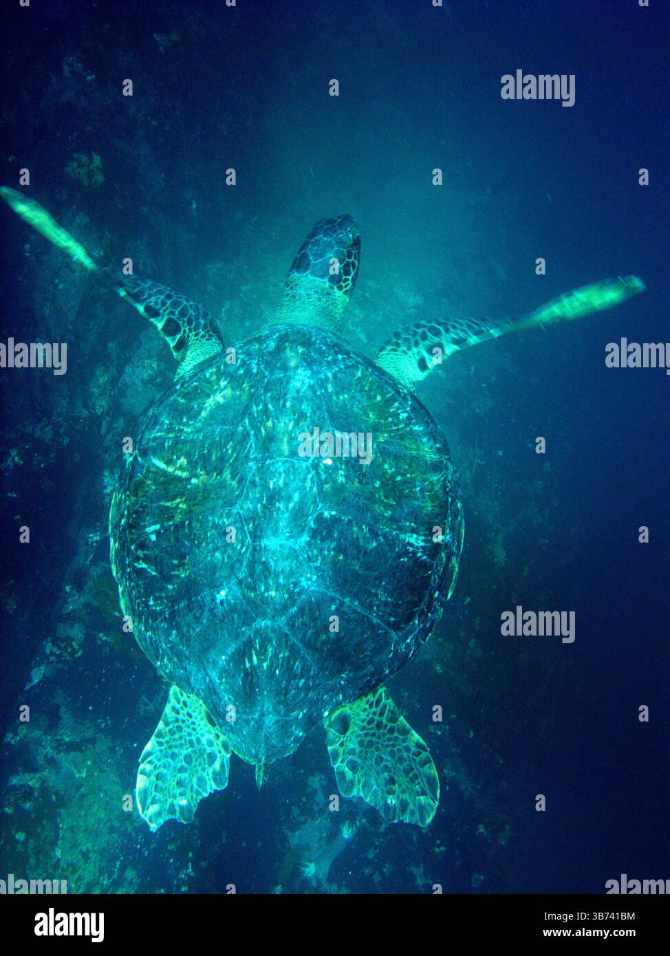 Tortoise, Chelonia mydas agassisi, Caleta Negra, Santa Cruz island ...