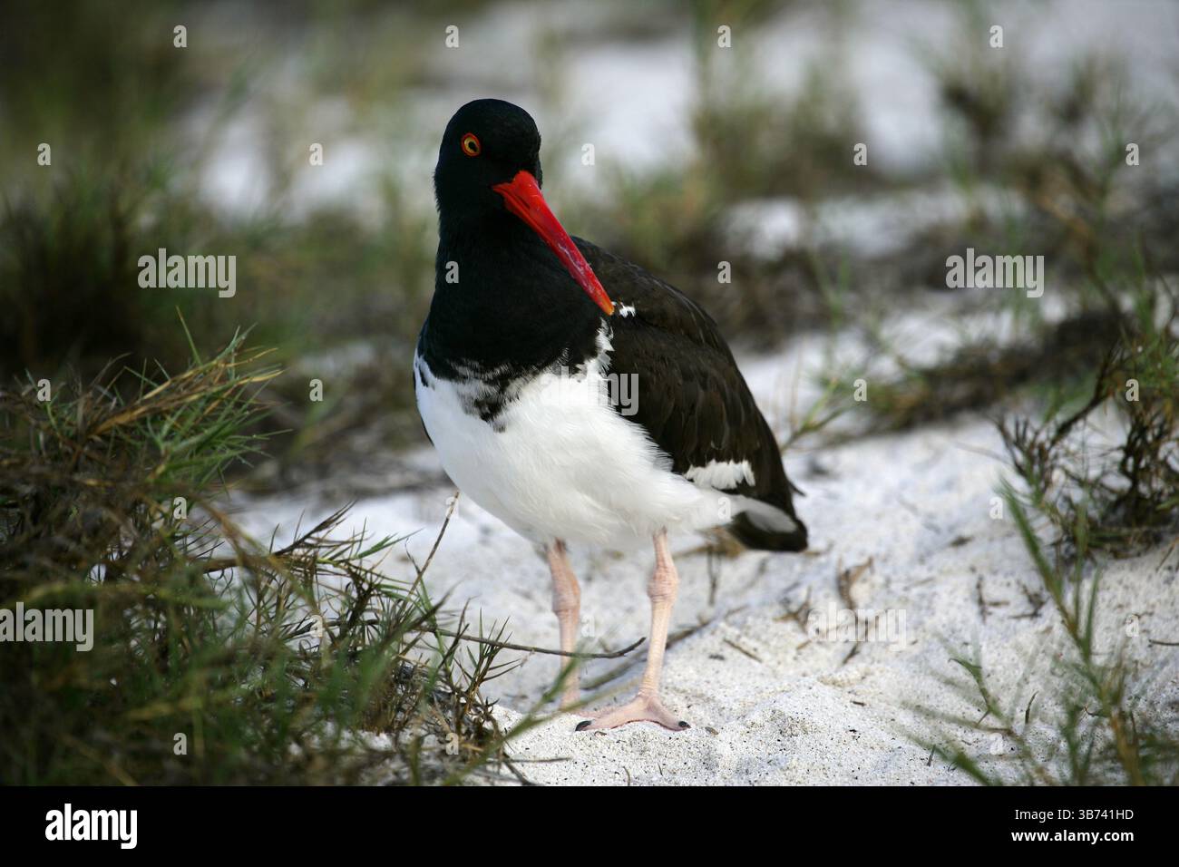Ostrero, Haematopus palliatus, Bahia Gardner, Isla Espanola island ...