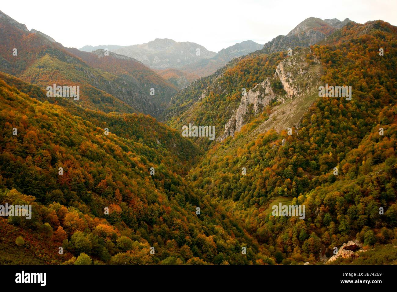 Redes forest hi-res stock photography and images - Alamy
