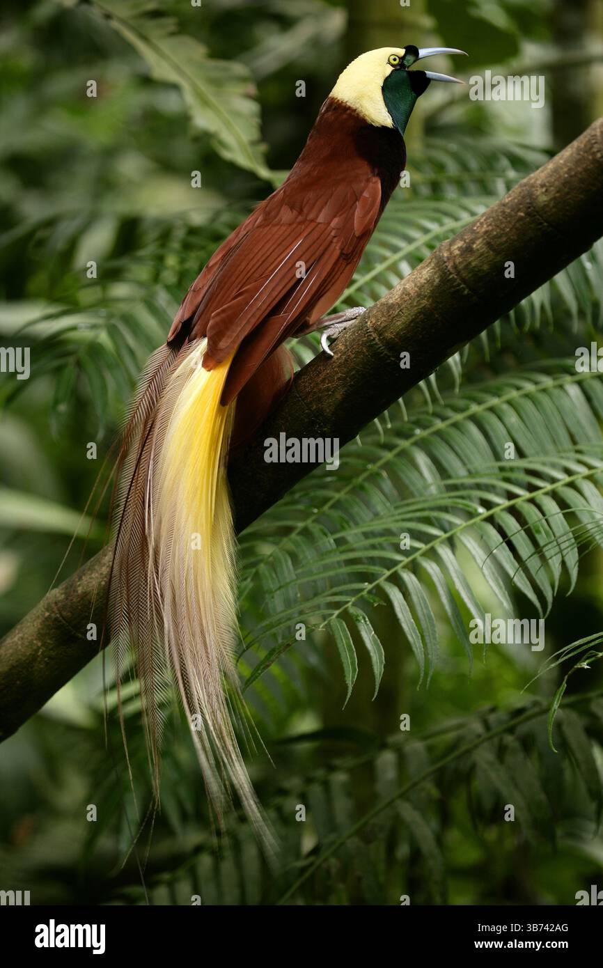 Bird of paradise bird feather hi-res stock photography and images - Alamy