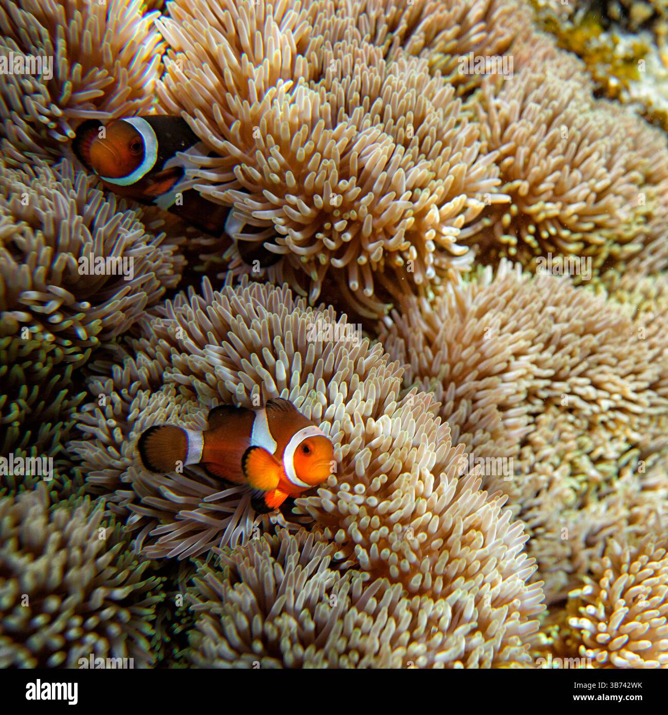 Clownfish amphiprion ocellaris swimming hi-res stock photography and images - Alamy
