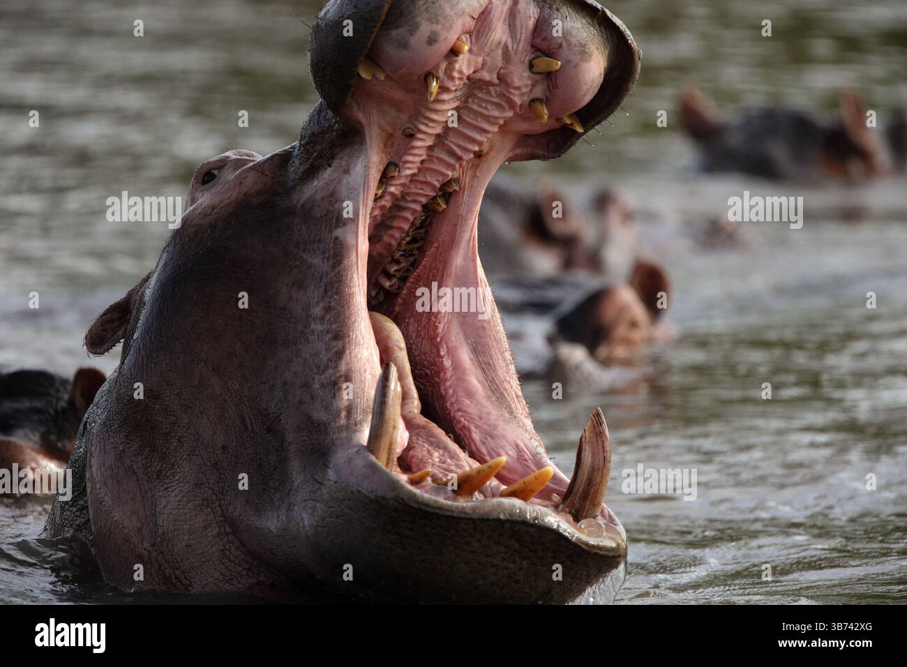 Hippo -Hippopotamus amphibius-Democratic Republic of Congo Garamba ...