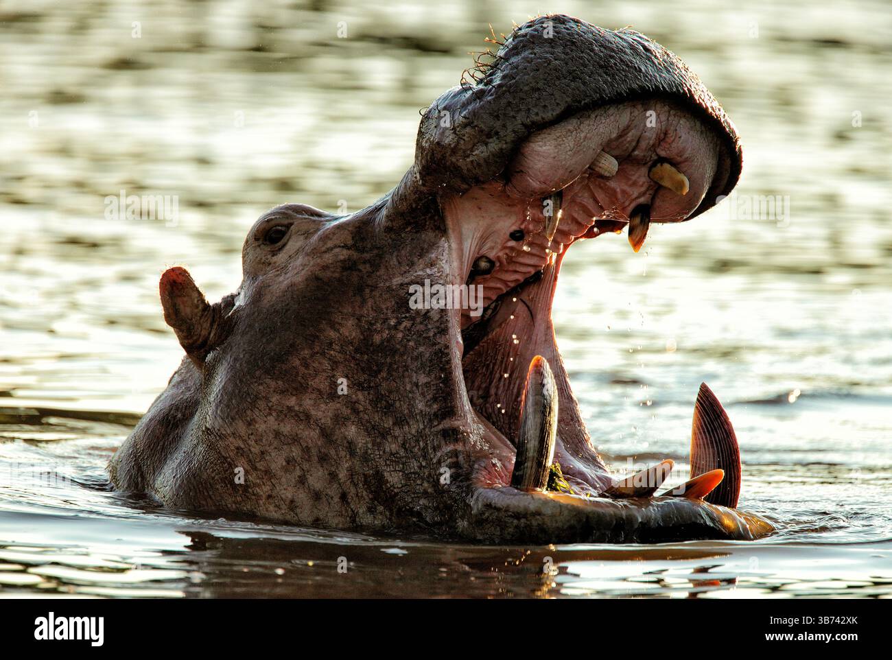 Hippo -Hippopotamus amphibius-Democratic Republic of Congo Garamba ...
