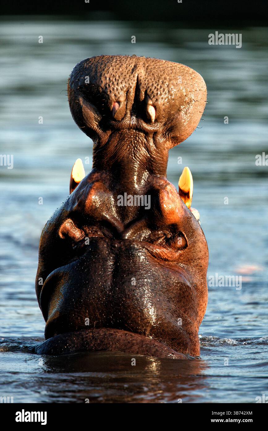 Hippo -Hippopotamus amphibius-Democratic Republic of Congo Garamba ...