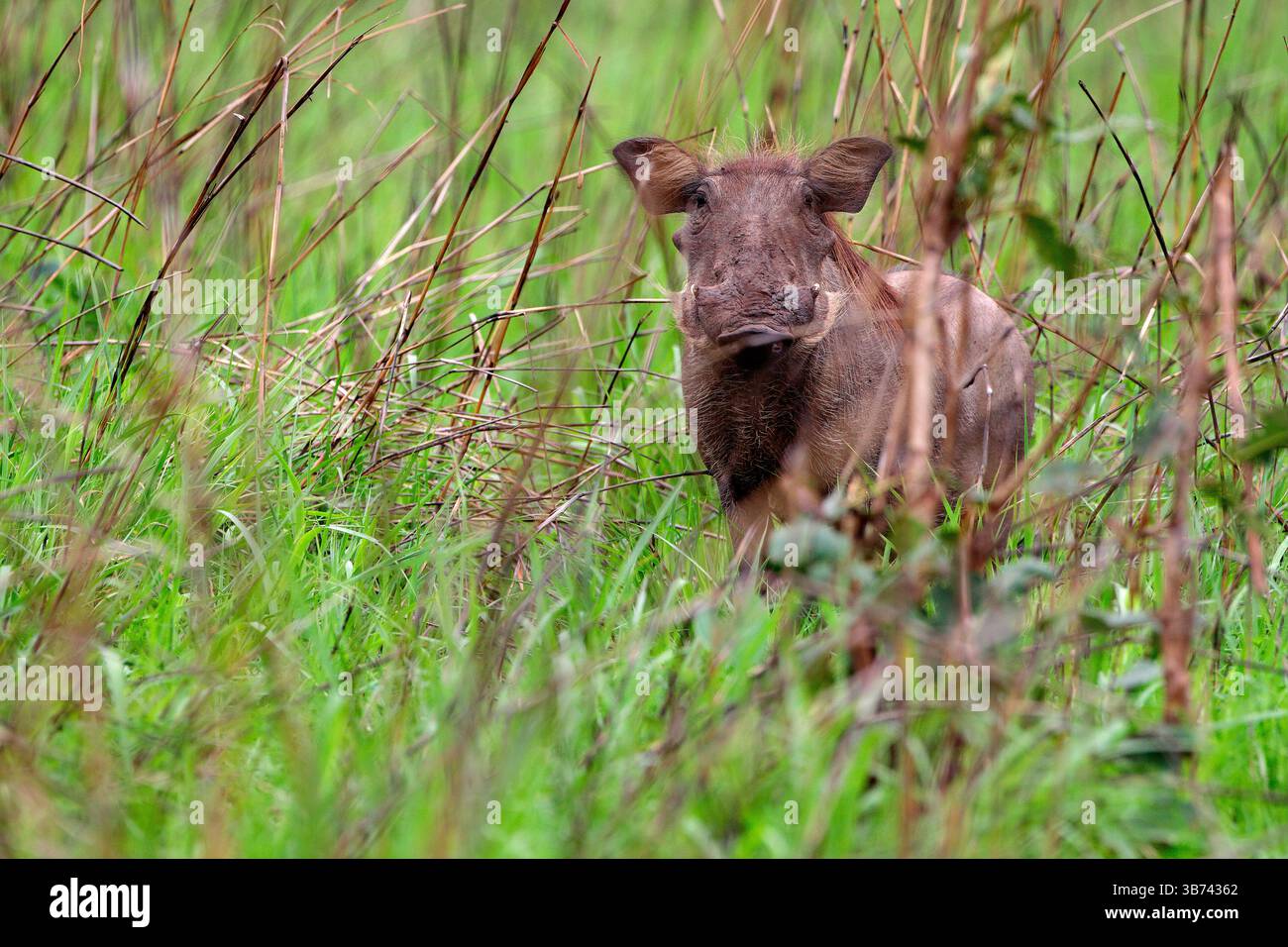 Hippo -Hippopotamus amphibius-Democratic Republic of Congo Garamba ...