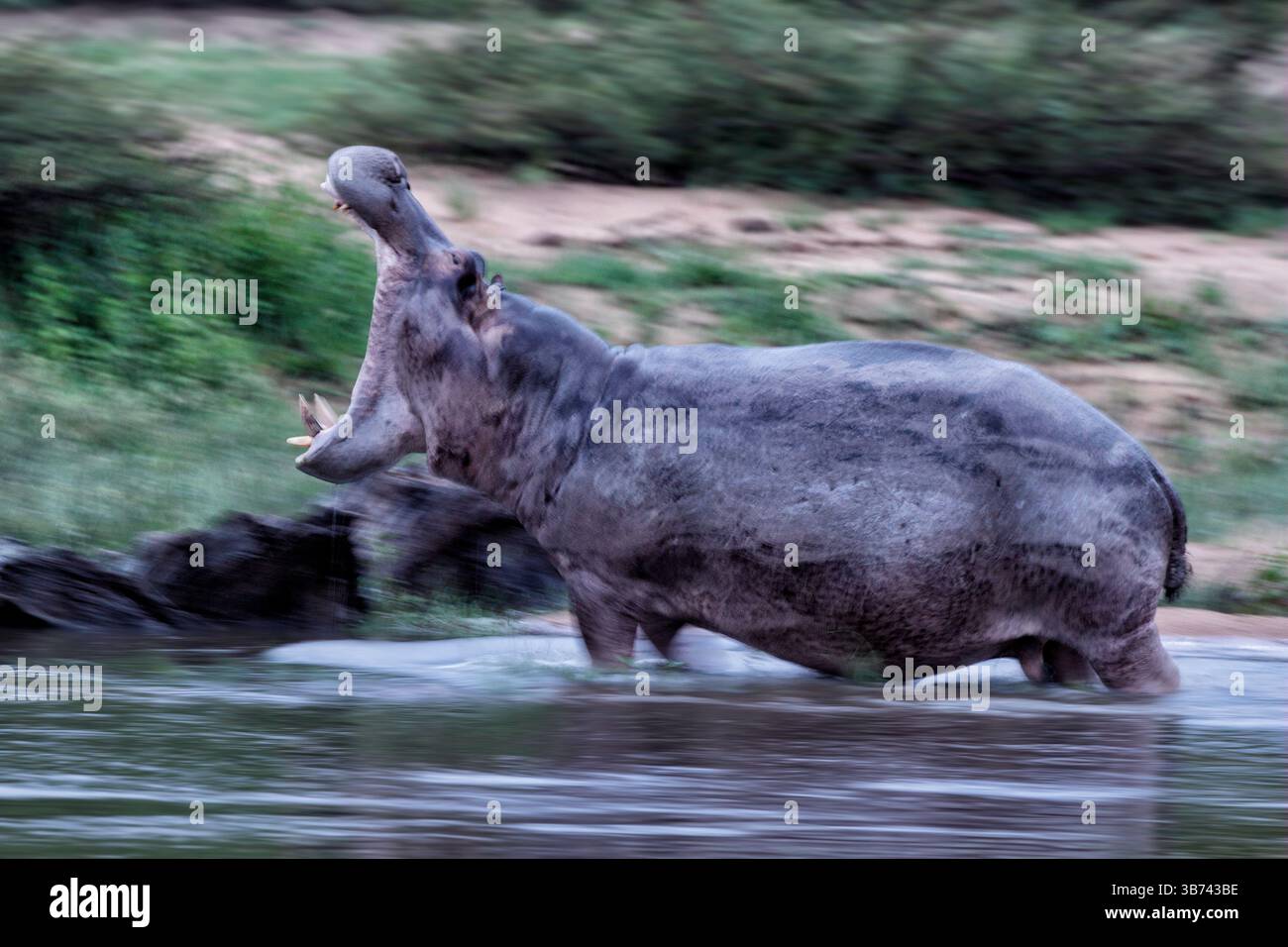 Hippo -Hippopotamus amphibius-Democratic Republic of Congo Garamba ...