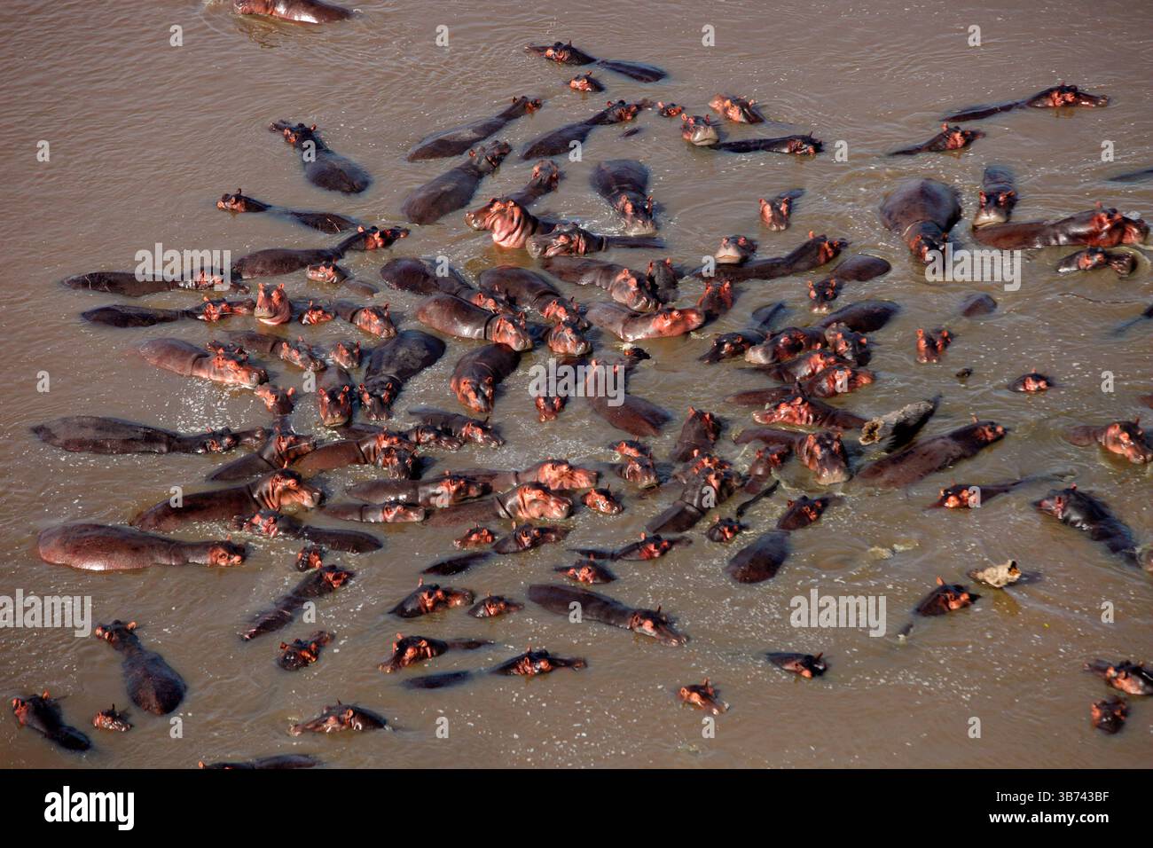 Hippo -Hippopotamus amphibius-Democratic Republic of Congo Garamba ...