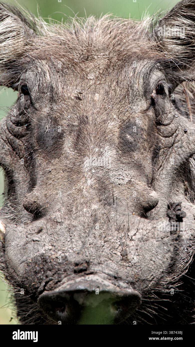 Hippo -Hippopotamus amphibius-Democratic Republic of Congo Garamba ...