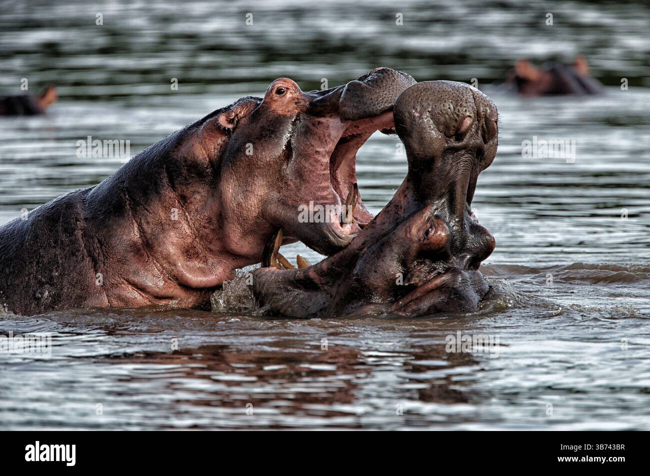 Hippo -Hippopotamus amphibius-Democratic Republic of Congo Garamba ...