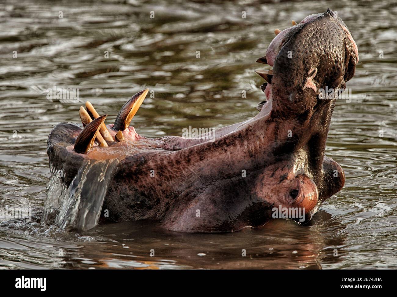 Hippo -Hippopotamus amphibius-Democratic Republic of Congo Garamba ...