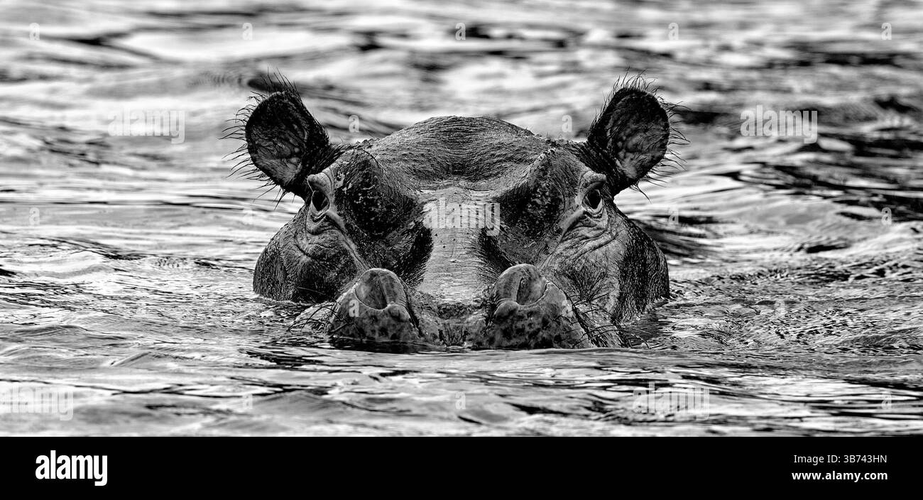 Hippo -Hippopotamus amphibius-Democratic Republic of Congo Garamba ...