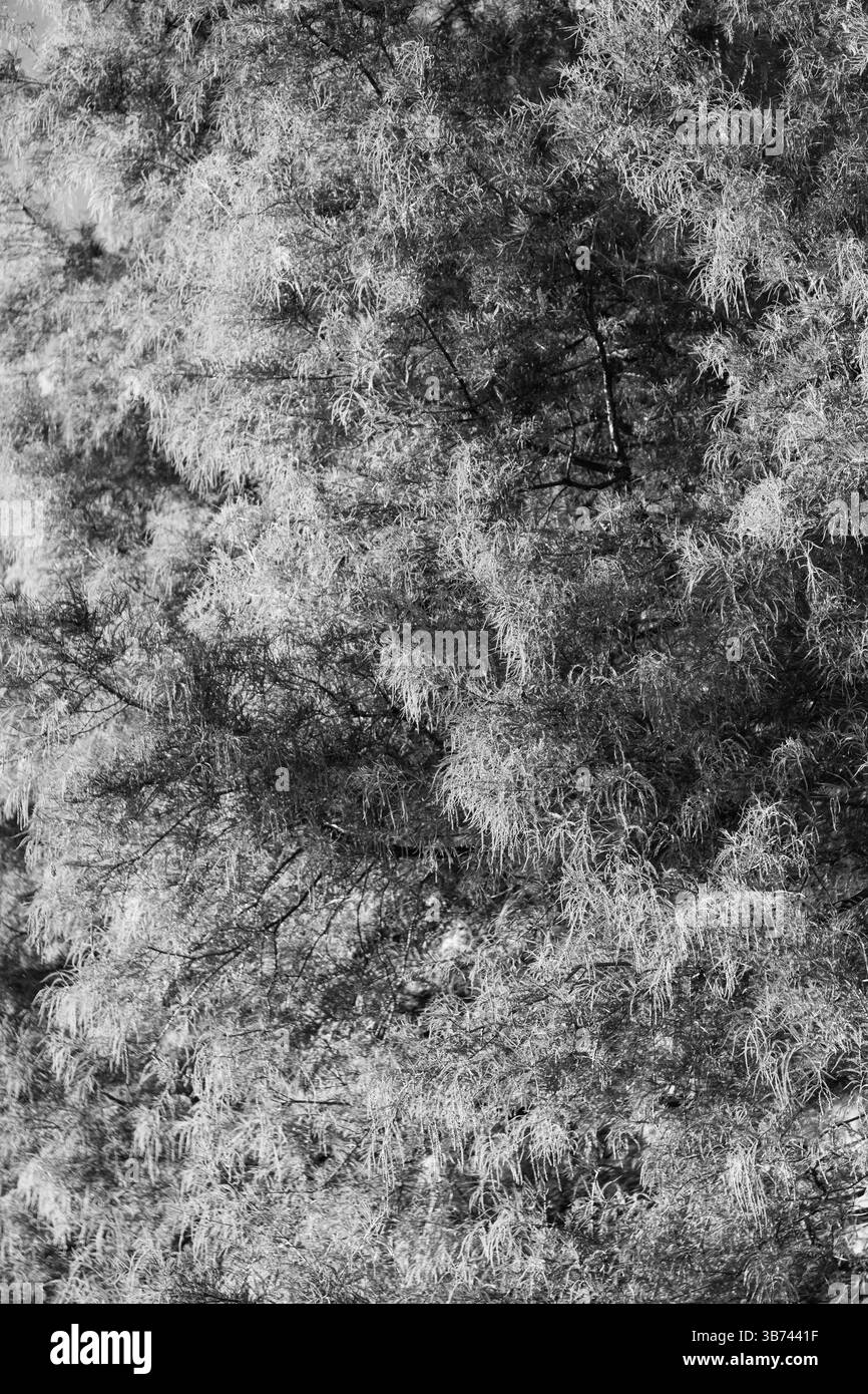 Fall beauty weather seasons Black and White Stock Photos & Images - Alamy