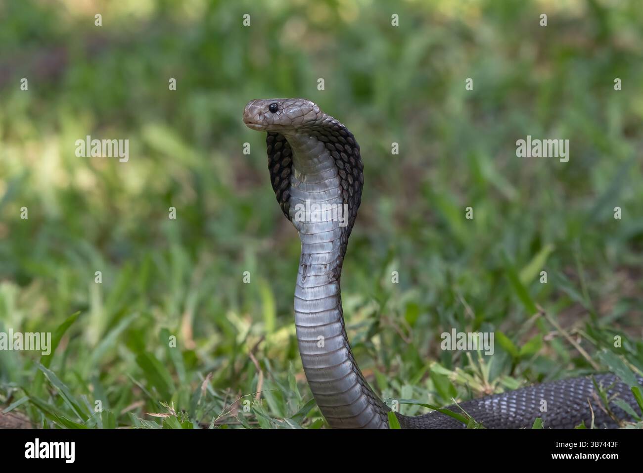 Cobra snake mangrove hi-res stock photography and images - Alamy