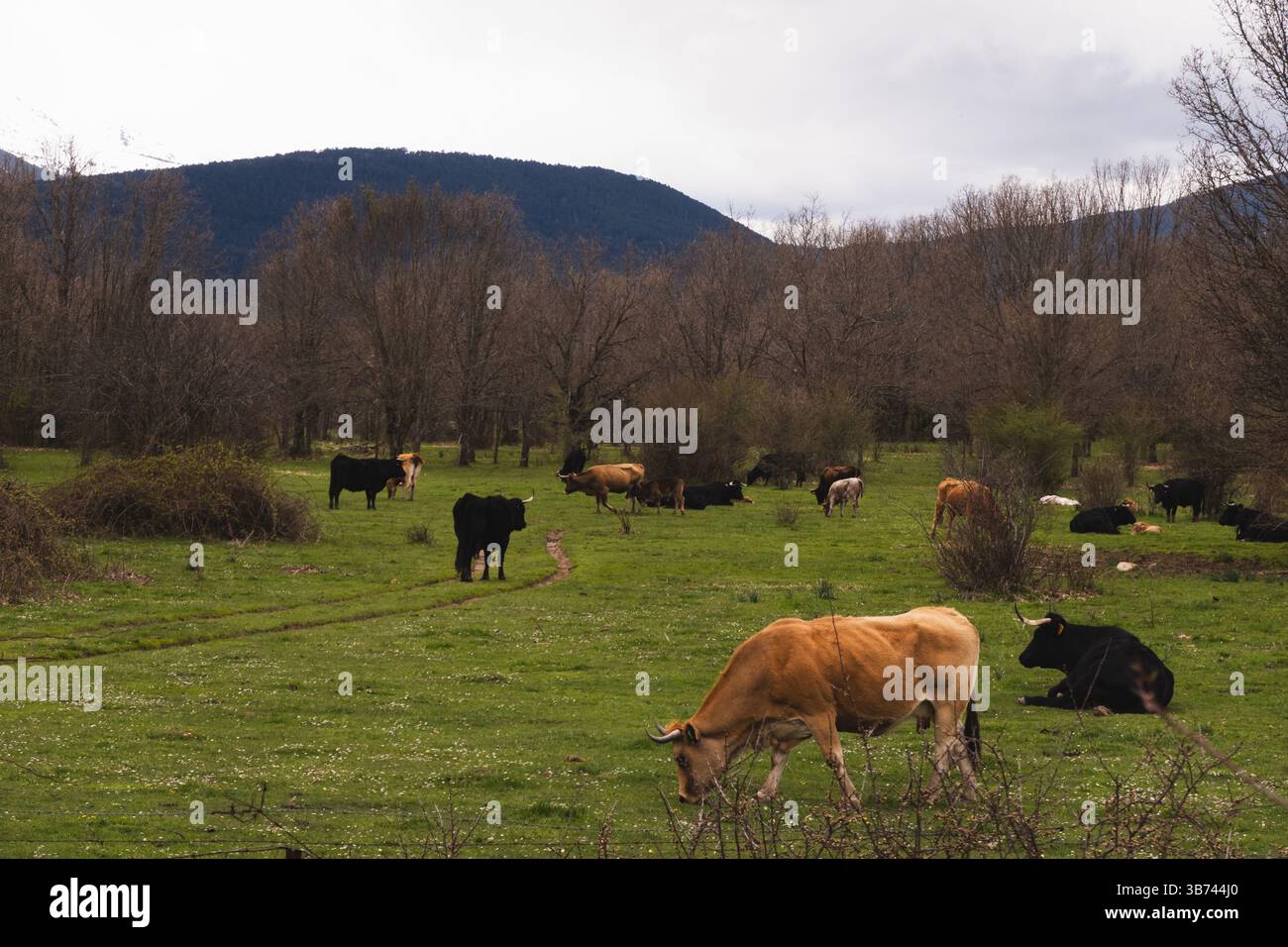 Cattle at high altitude mountains in Spain Stock Photo - Alamy