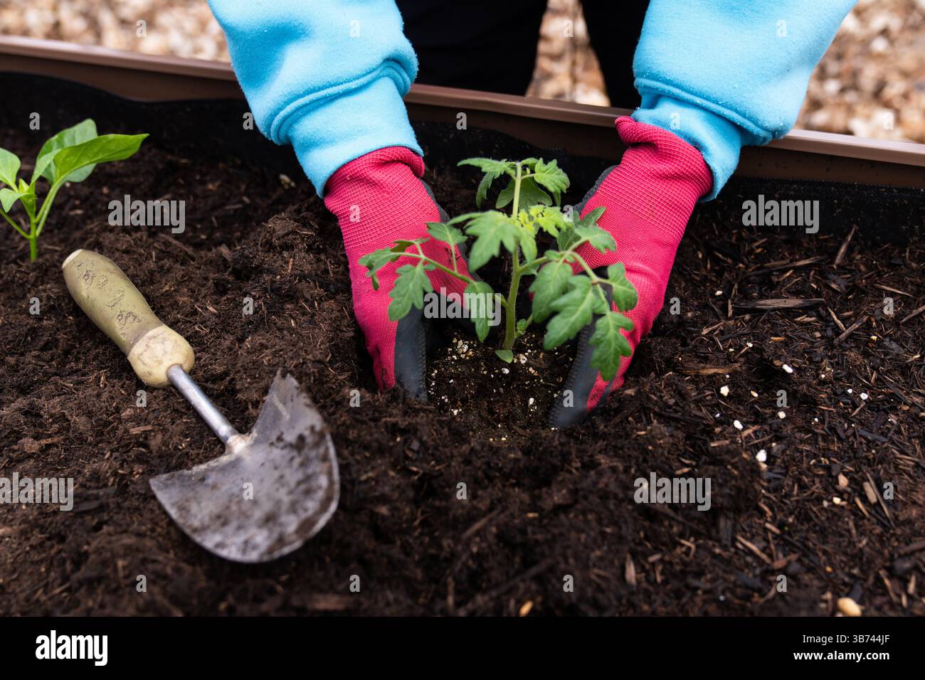 Gardener Planting a Tomato Plant in Soil Stock Photo - Alamy