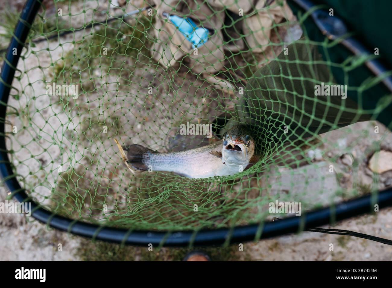 Closeup of rainbow trout caught in fishing net Stock Photo - Alamy