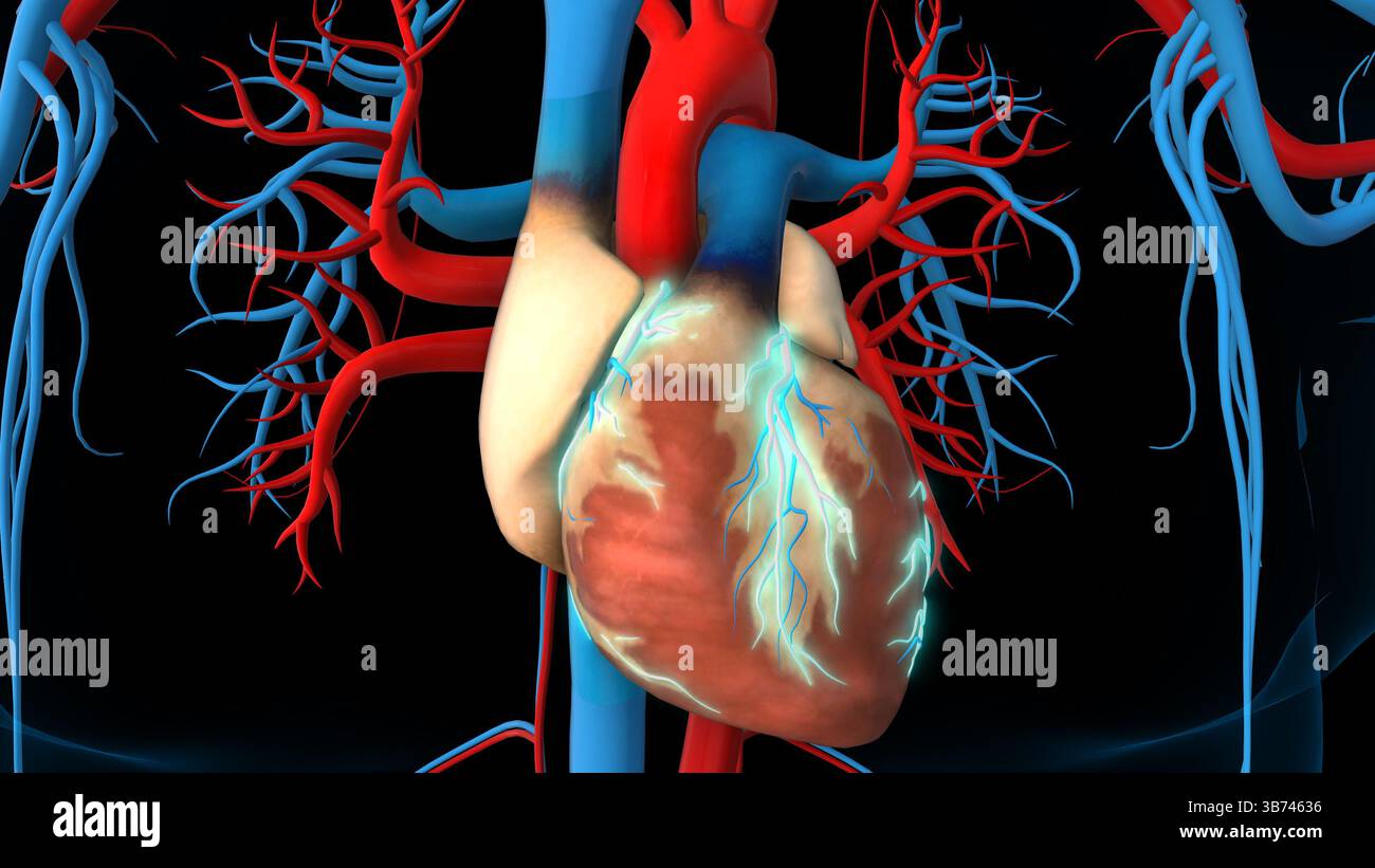 Human heart coronary artery anatomy for medical concept 3D illustration ...