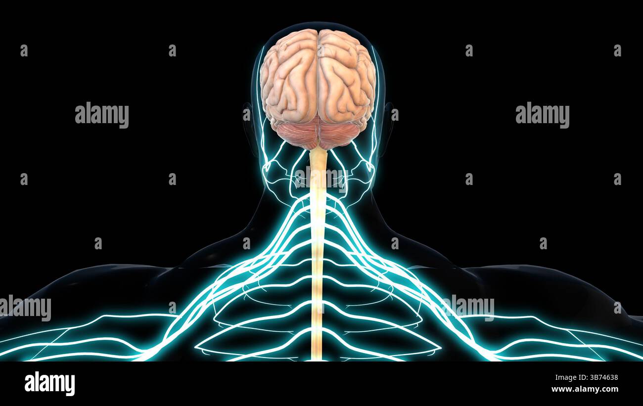 human brain central nervous system anatomy for medical concept 3D ...