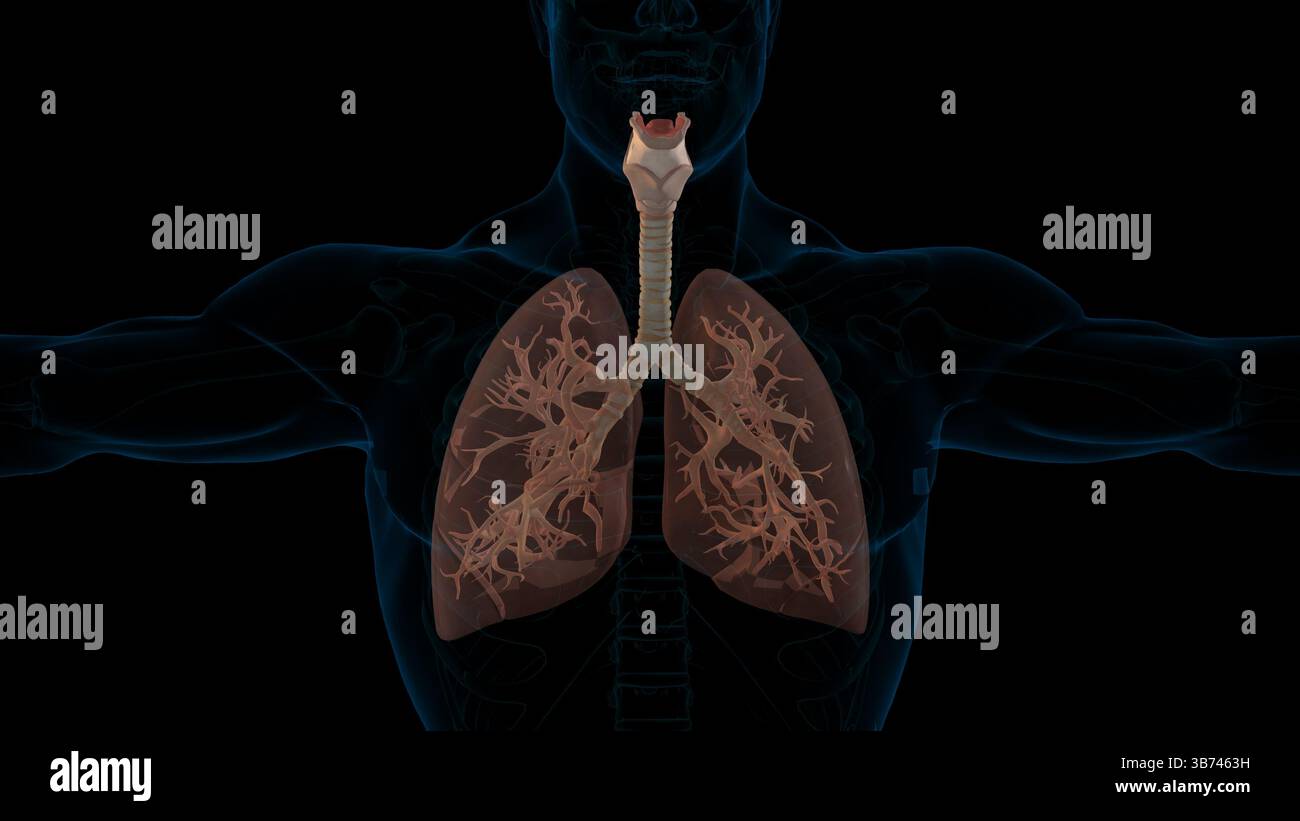 human lungs respiratory system anatomy for medical 3D illustration ...
