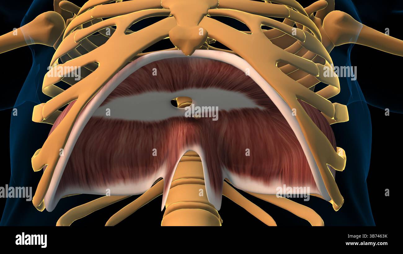 respiratory diaphragm anatomy for medical concept 3D illustration Stock ...