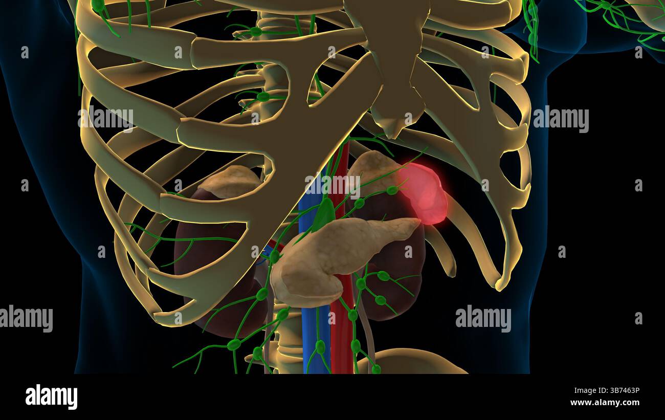 spleen and lymphatic system lymph nodes anatomy for medical concept 3D ...