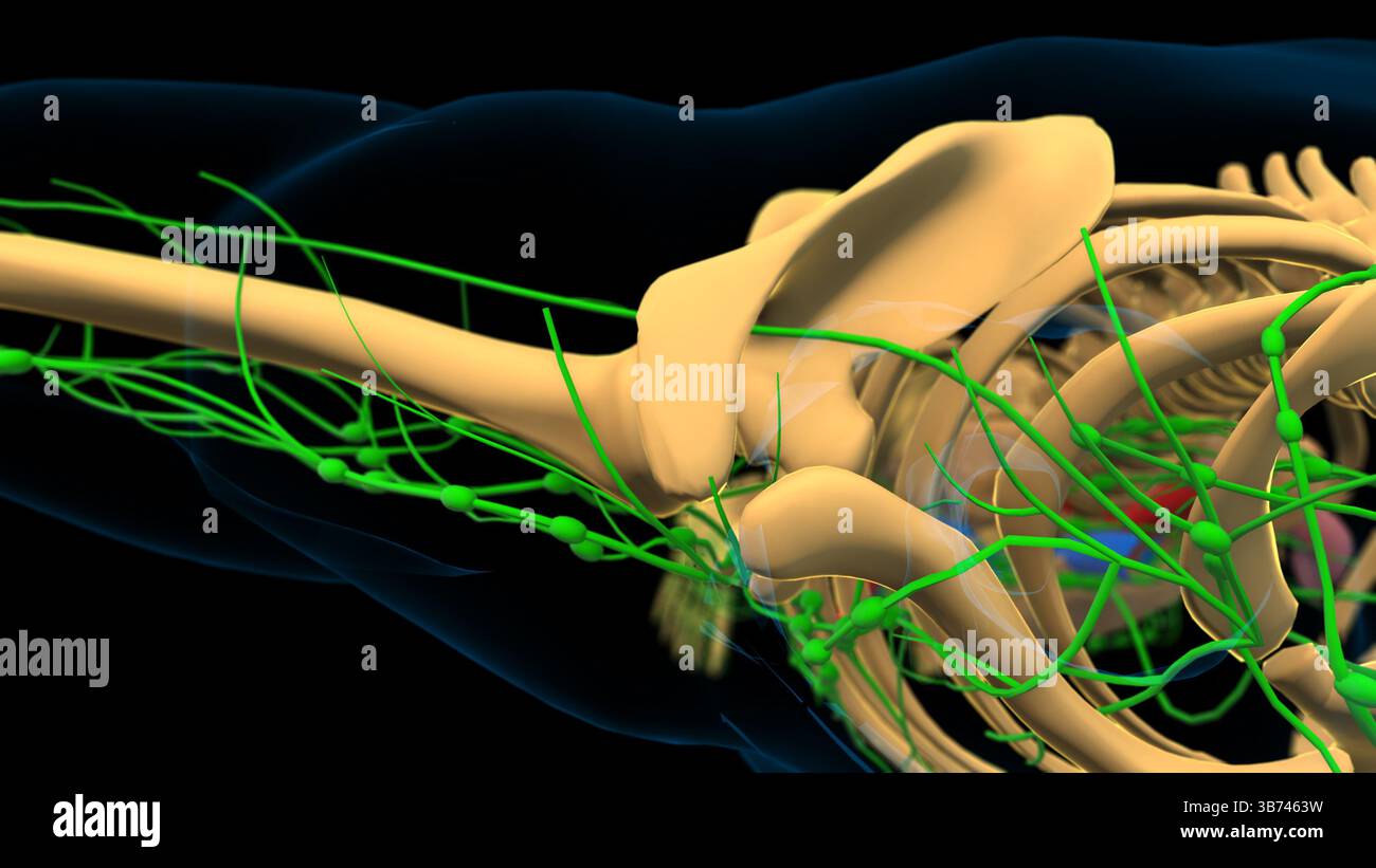human lymph nodes anatomy for medical concept 3D illustration Stock ...