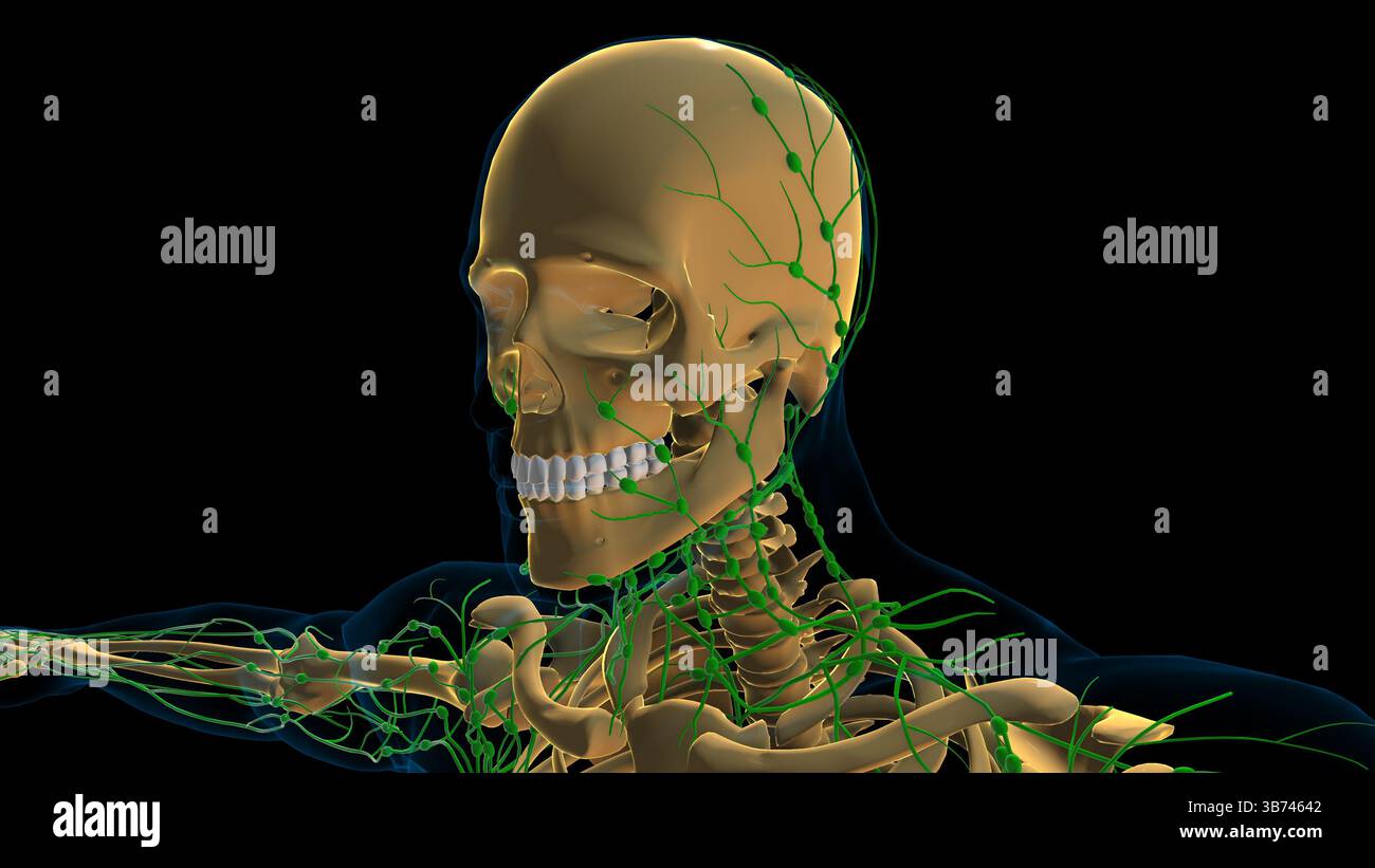 human lymph nodes anatomy for medical concept 3D illustration Stock ...