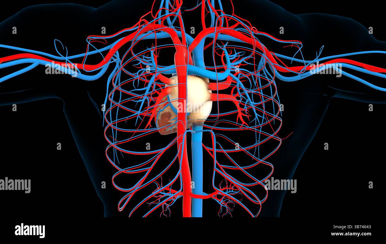Human heart circulatory system anatomy for medical concept 3D ...