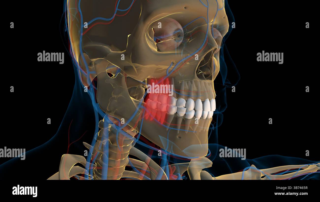 Human teeth molar teeth anatomy for medical concept 3D illustration ...