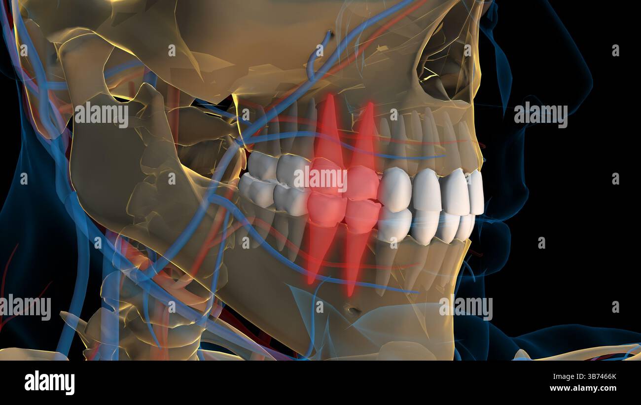 Human teeth premolar teeth anatomy for medical concept 3D illustration ...