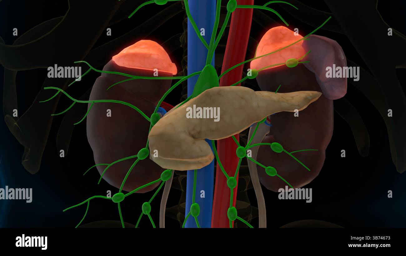 Human adrenal glands anatomy for medical concept 3D illustration Stock ...