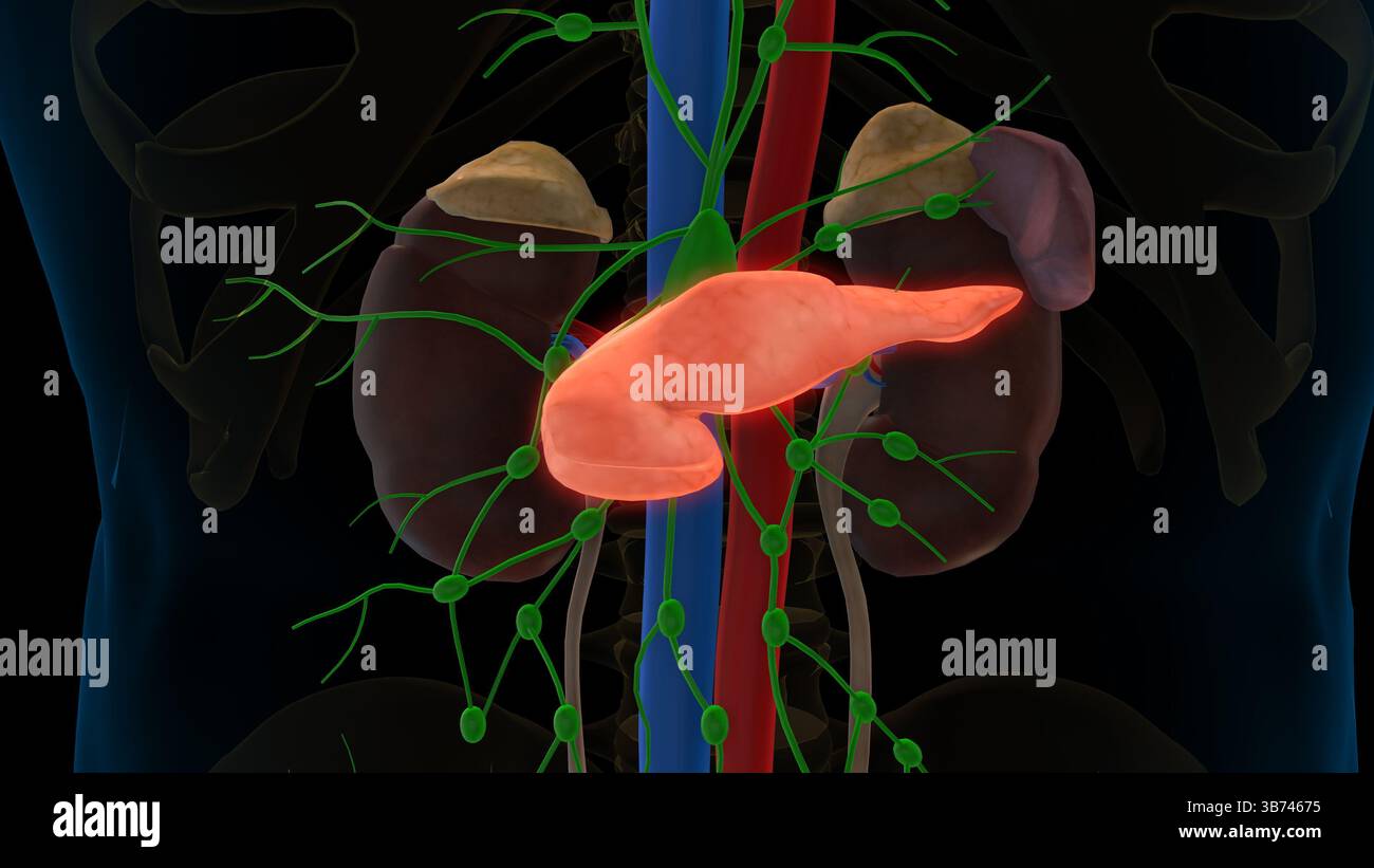 Human pancreas anatomy for medical concept 3D illustration Stock Photo ...