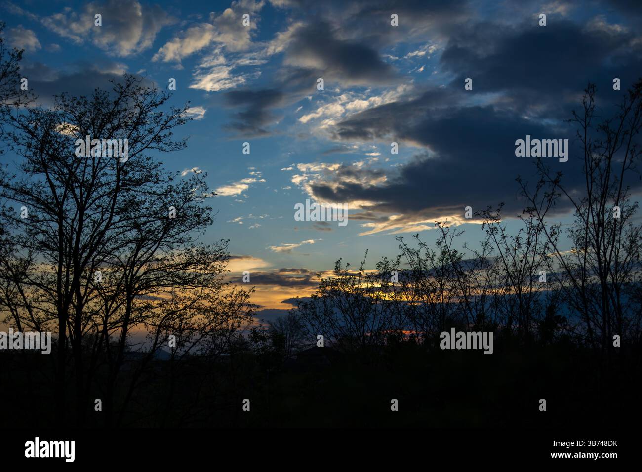 Late sunset in the forest. The orange line is visible on the horizon ...