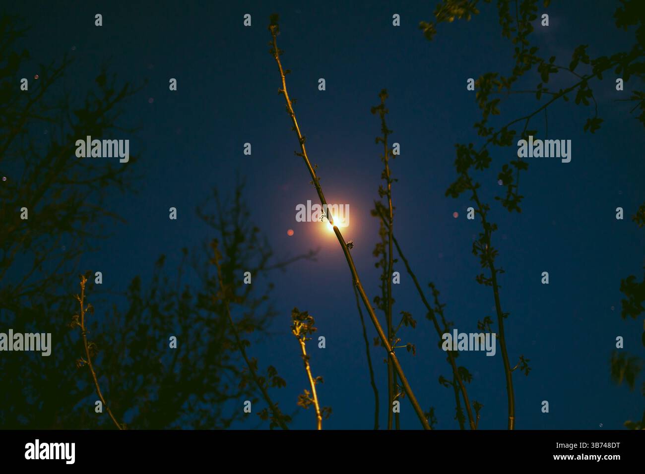 Bottom view of the moon. A tree branch splits the moon in two. Artistic ...